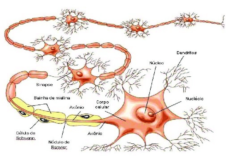 Como Funciona seu Cérebro - Neurônios - fabiano simm